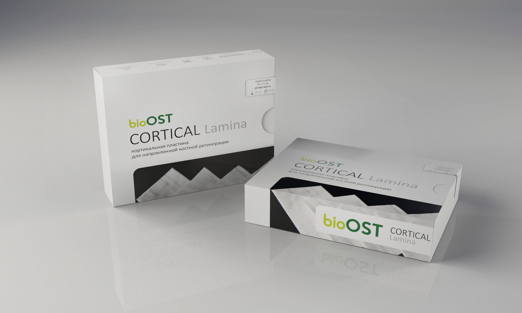 CORTICAL Lamina cortical plate