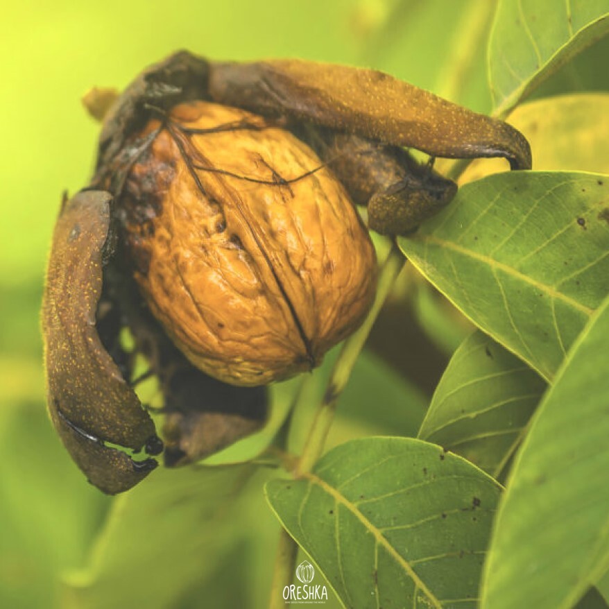 Walnut Carpathian variety fresh seeds, Juglans regia var. Carpathian ...