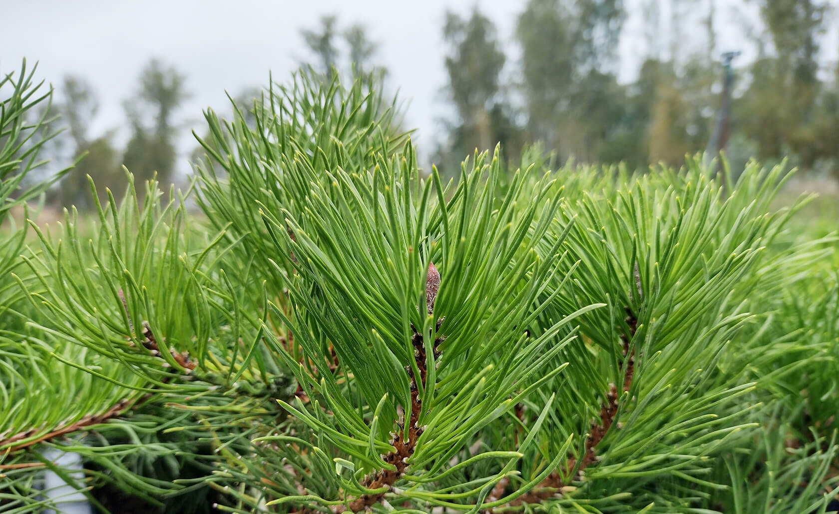 Сосна саженцы оптом | Питомник Малиновский