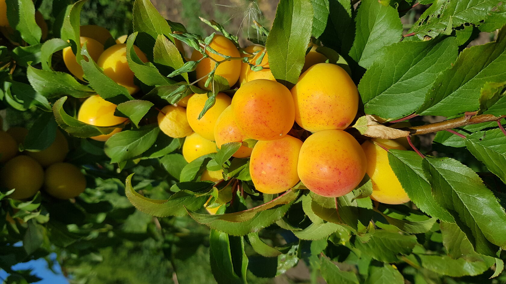 Мичуринский питомник Грезневых