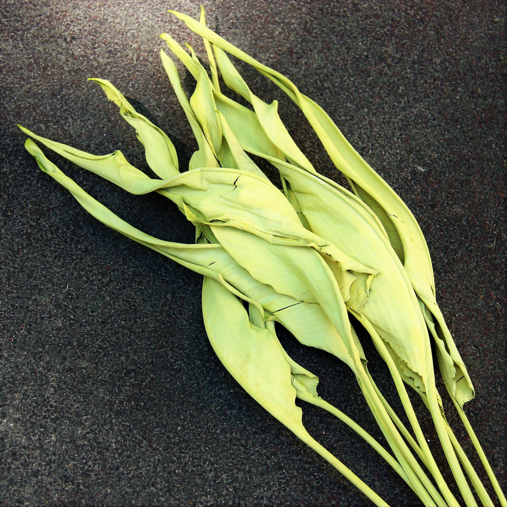 Листья стрелиции. Натуральные.