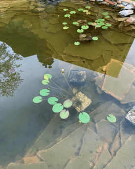 Хлорелла для водоёмов «Альготек» с доставкой по РФ