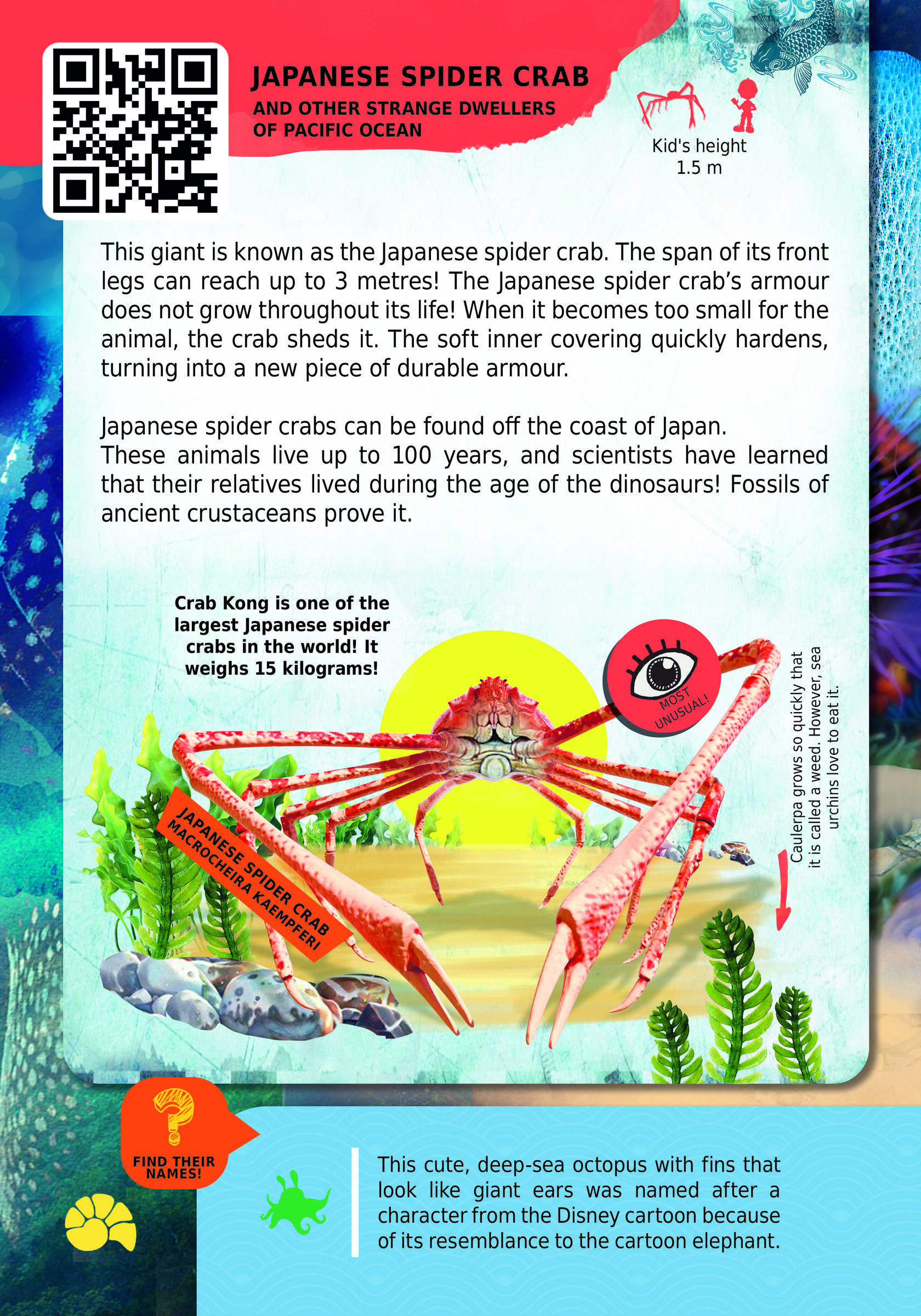 Spider crab
