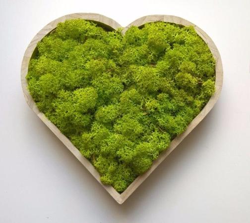 Фитодекор Rastenia озеленение интерьеров