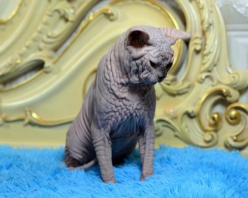 Sphynx males
