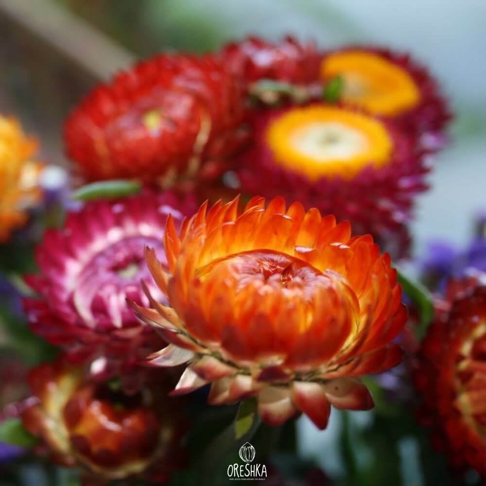 Buy Seeds of Immortelle Monstroza Purple | Fresh, Organic & High ...