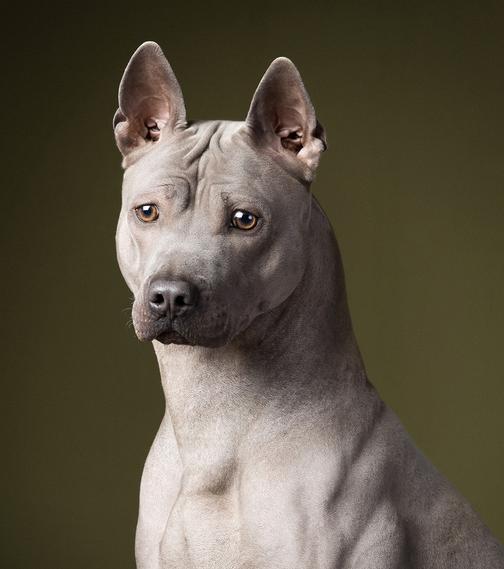 Питомник ТРД "Amber Forge"