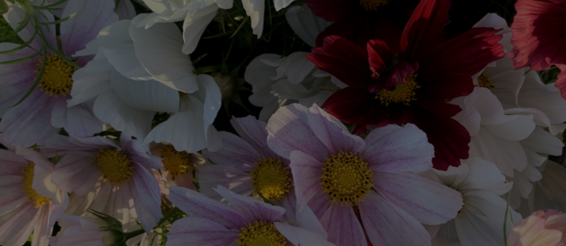 Juliette flowers