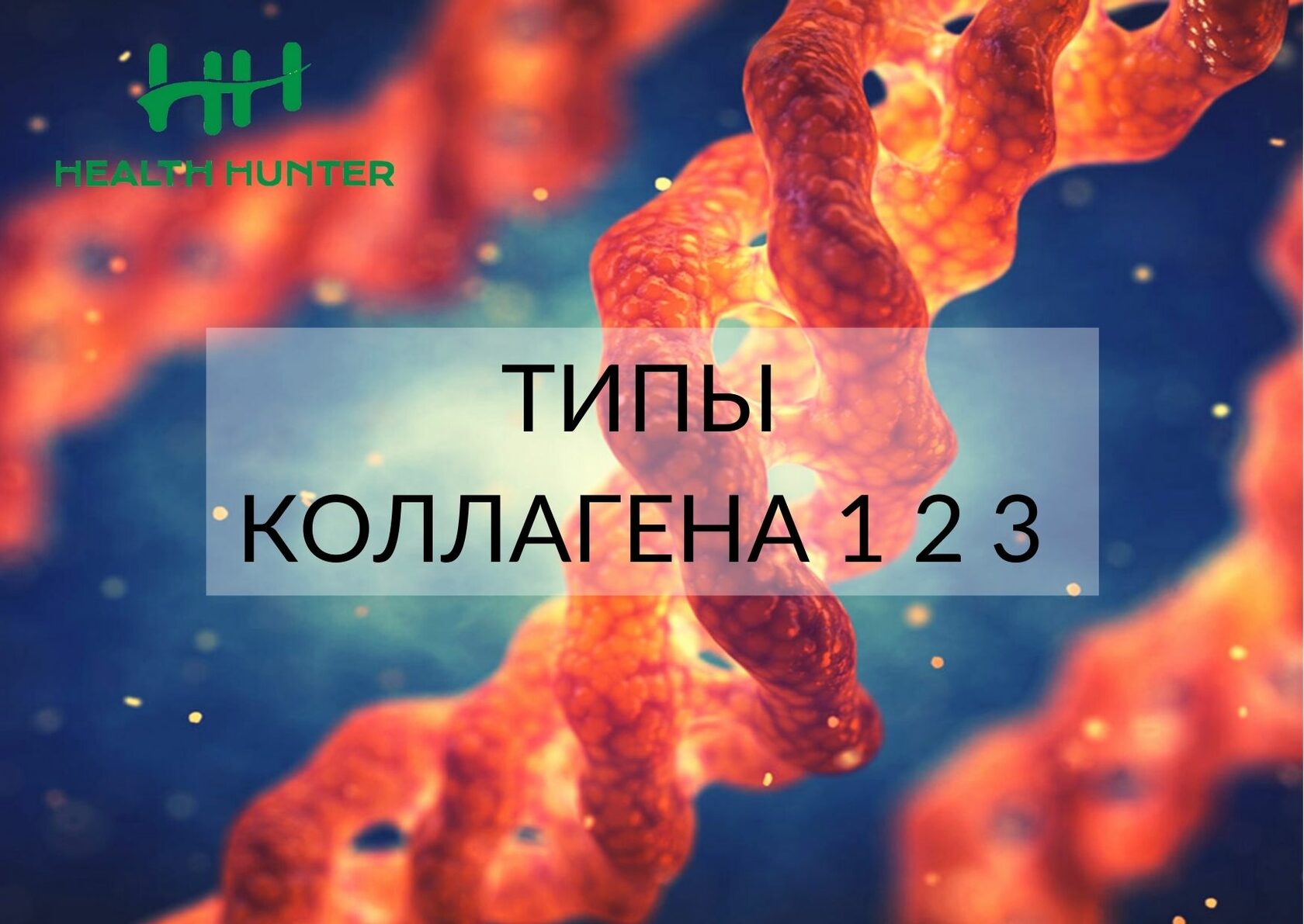 1, 2, 3 типы коллагена - на что влияет каждый?