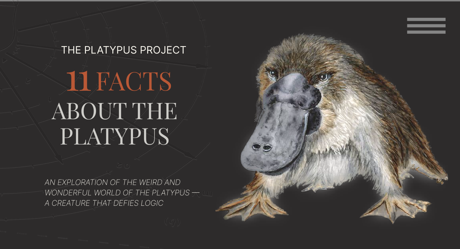 An exploration of the weird and wonderful world of the platypus — a ...