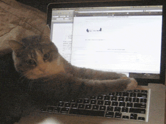Анфиса Web Designer