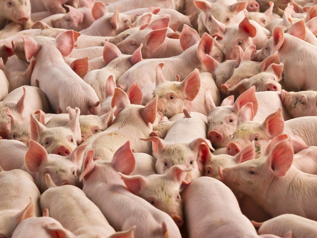 Developing Breeding Strategy