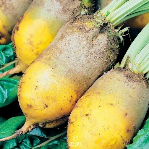 Beet fodder Ursus Poly fresh seeds, Beta vulgaris. Oreshka. Rare seeds ...