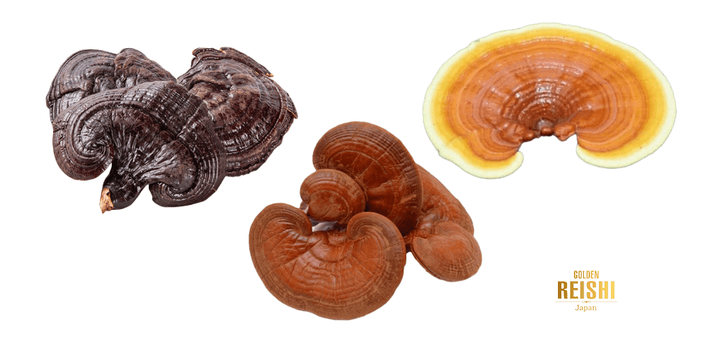 Golden Reshi – Extract from reishi mushrooms. From Japan