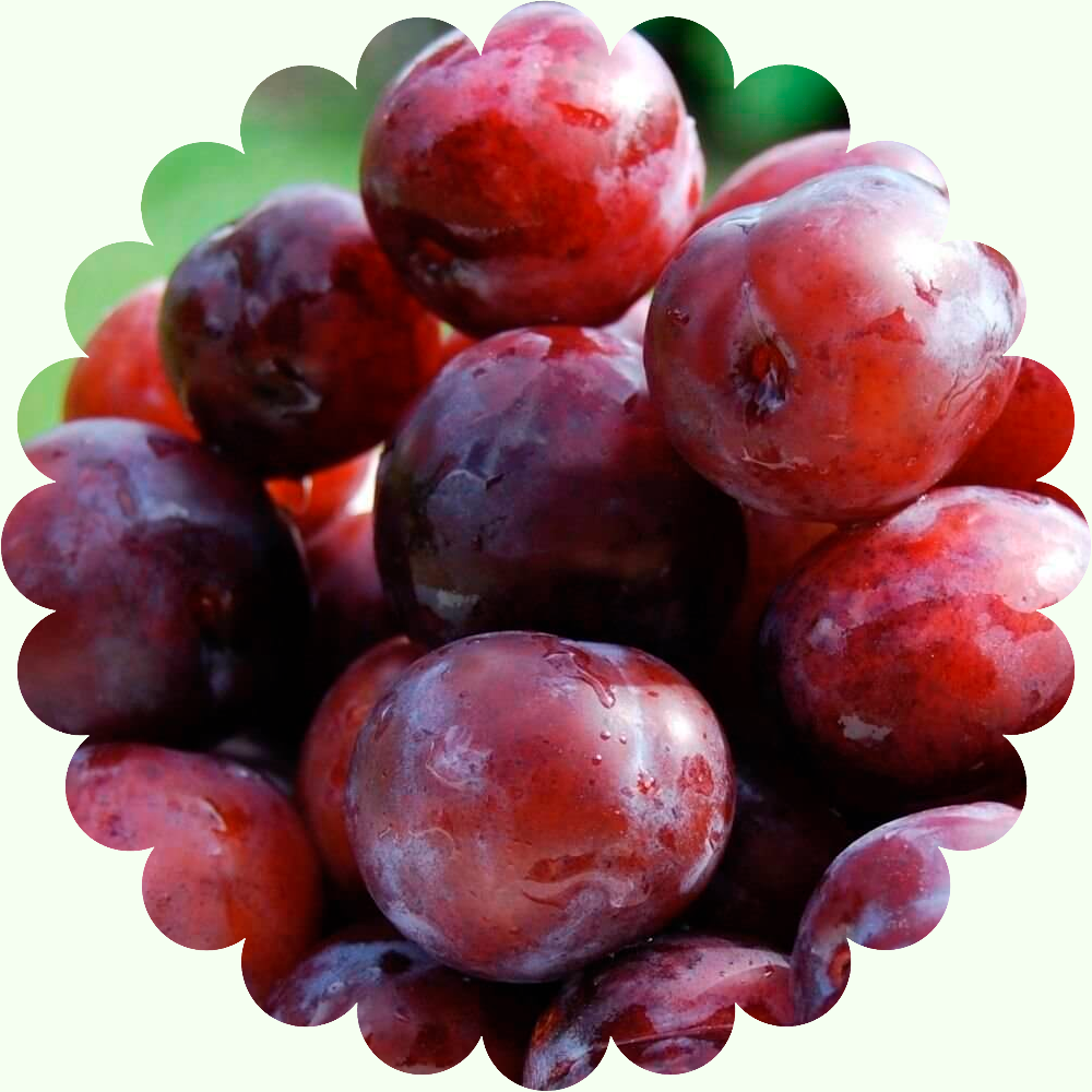 Алыча Глобус