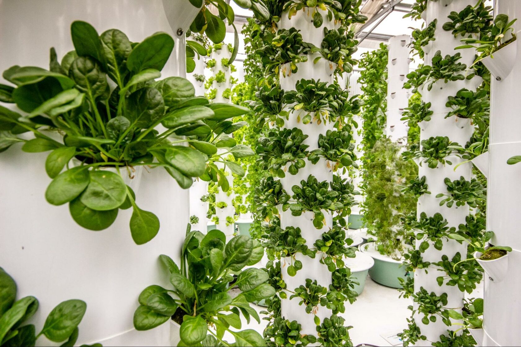 What are vertical farming systems? Here’s all you need to know
