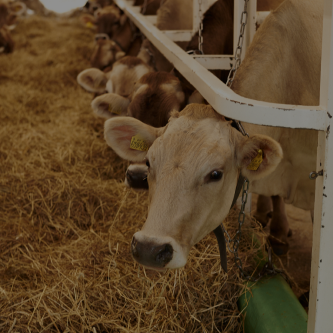 Ферма швицких коров на ферме «Курцево»