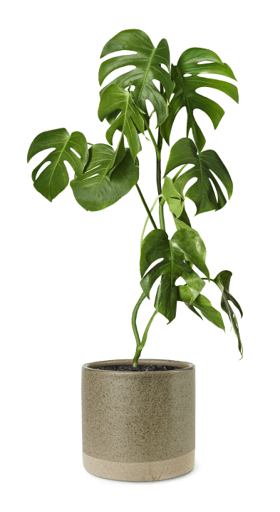 Domofon.ge - installation of intercoms in Georgia