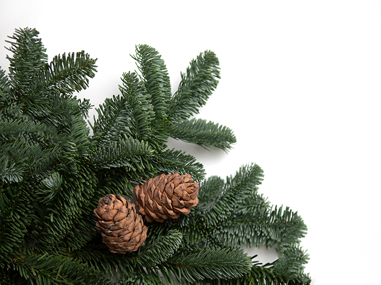 Greenwax — Ароматизатор для свечей Хвойный лес