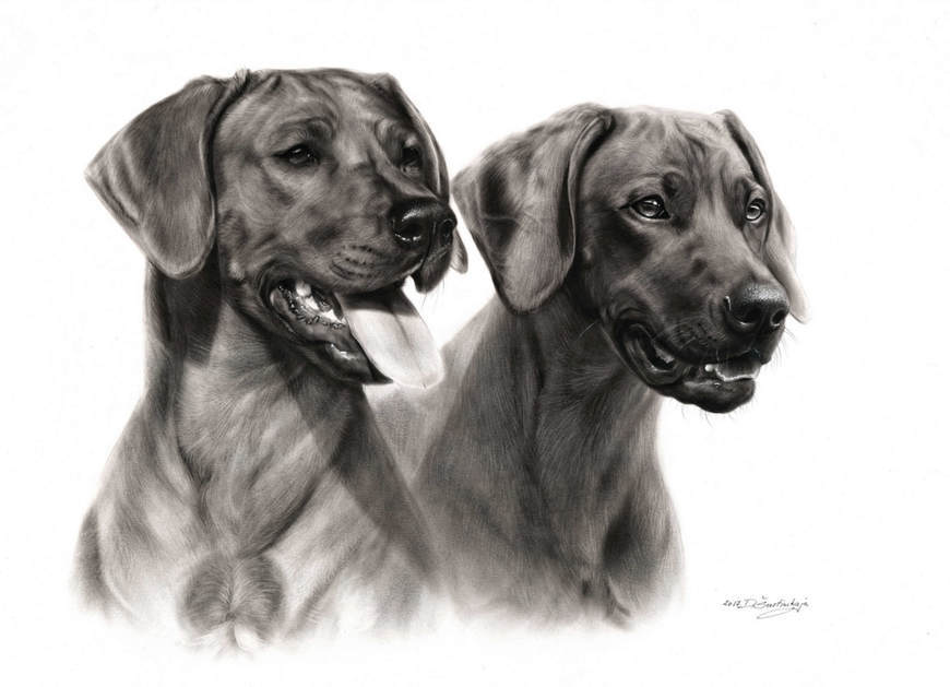 Pet Portrait & Wildlife Artist Danguole Serstinskaja. Canine Art