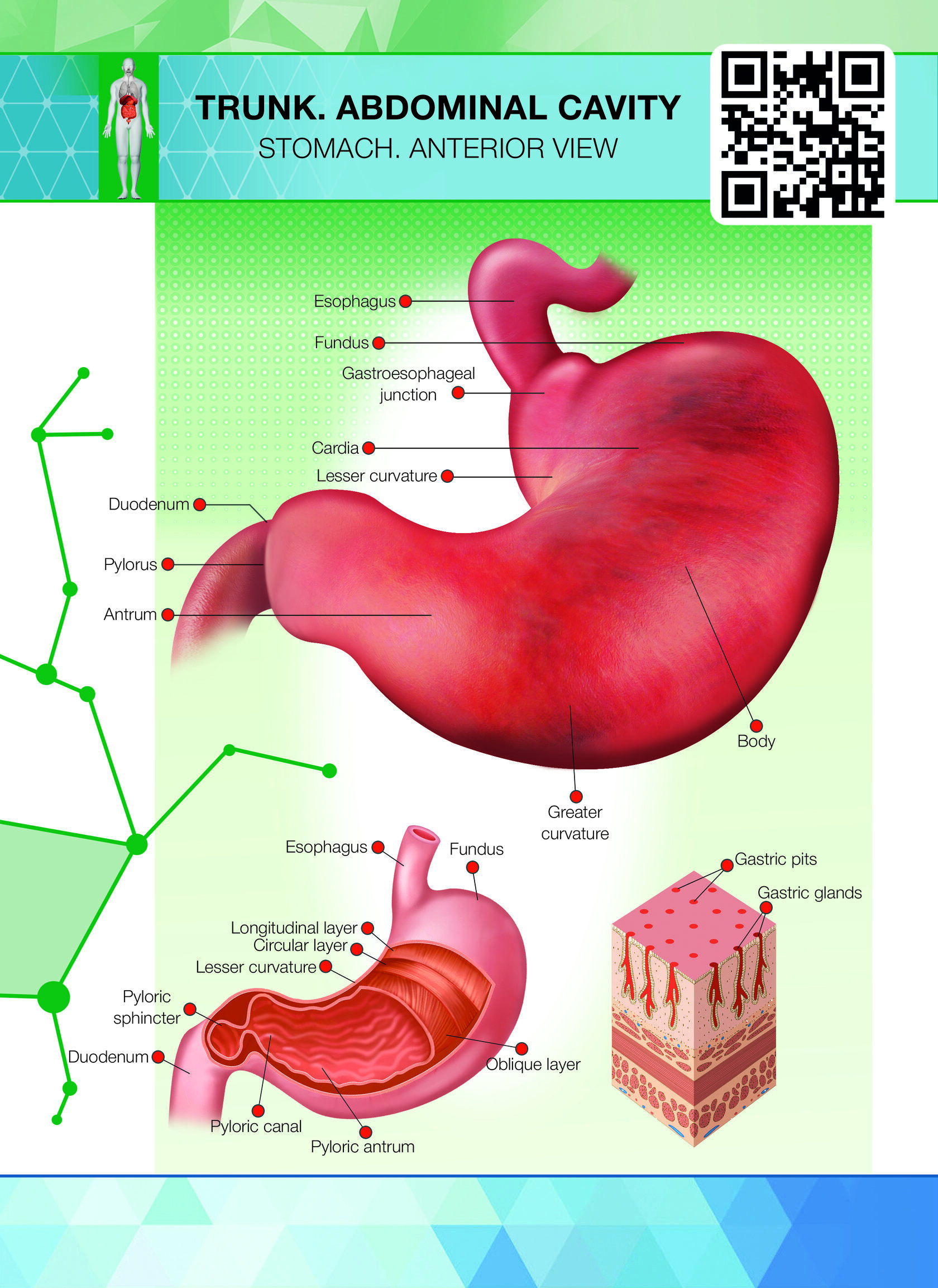 Stomach