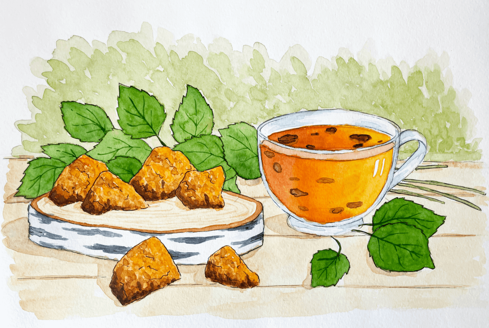 Чай из березовой чаги - полезные свойства и противопоказания