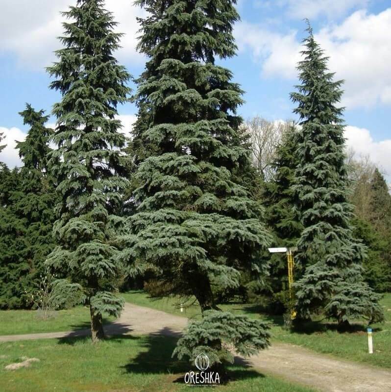 Pseudotsuga Glauca Pendula fresh seeds. Oreshka. Rare seeds from around ...