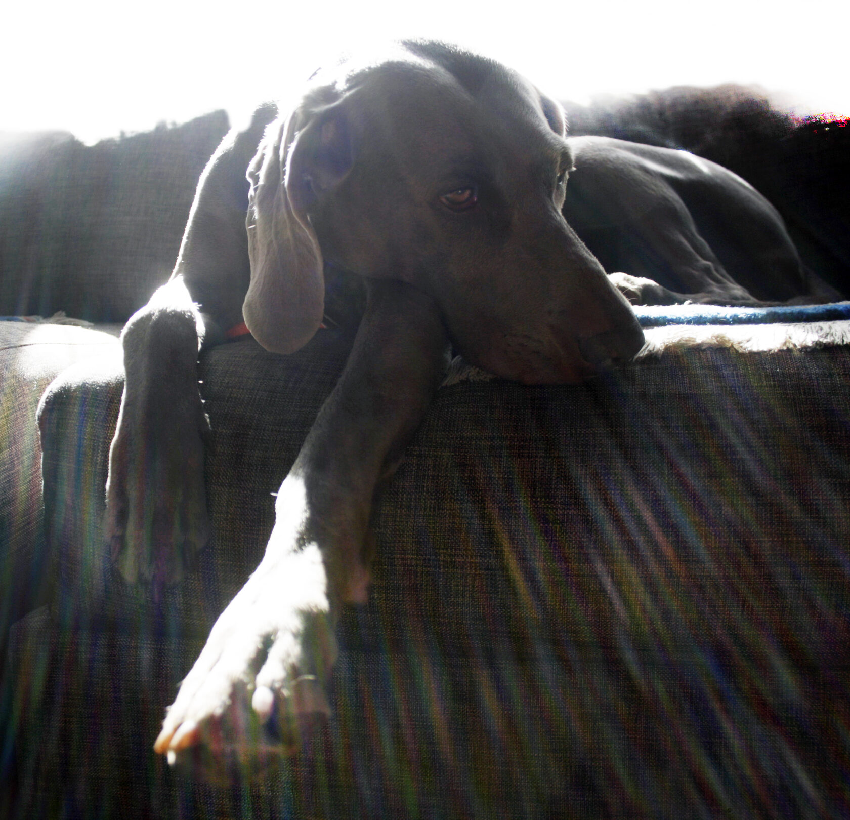 Alex Cheval aka SHURRON ARTWORKS