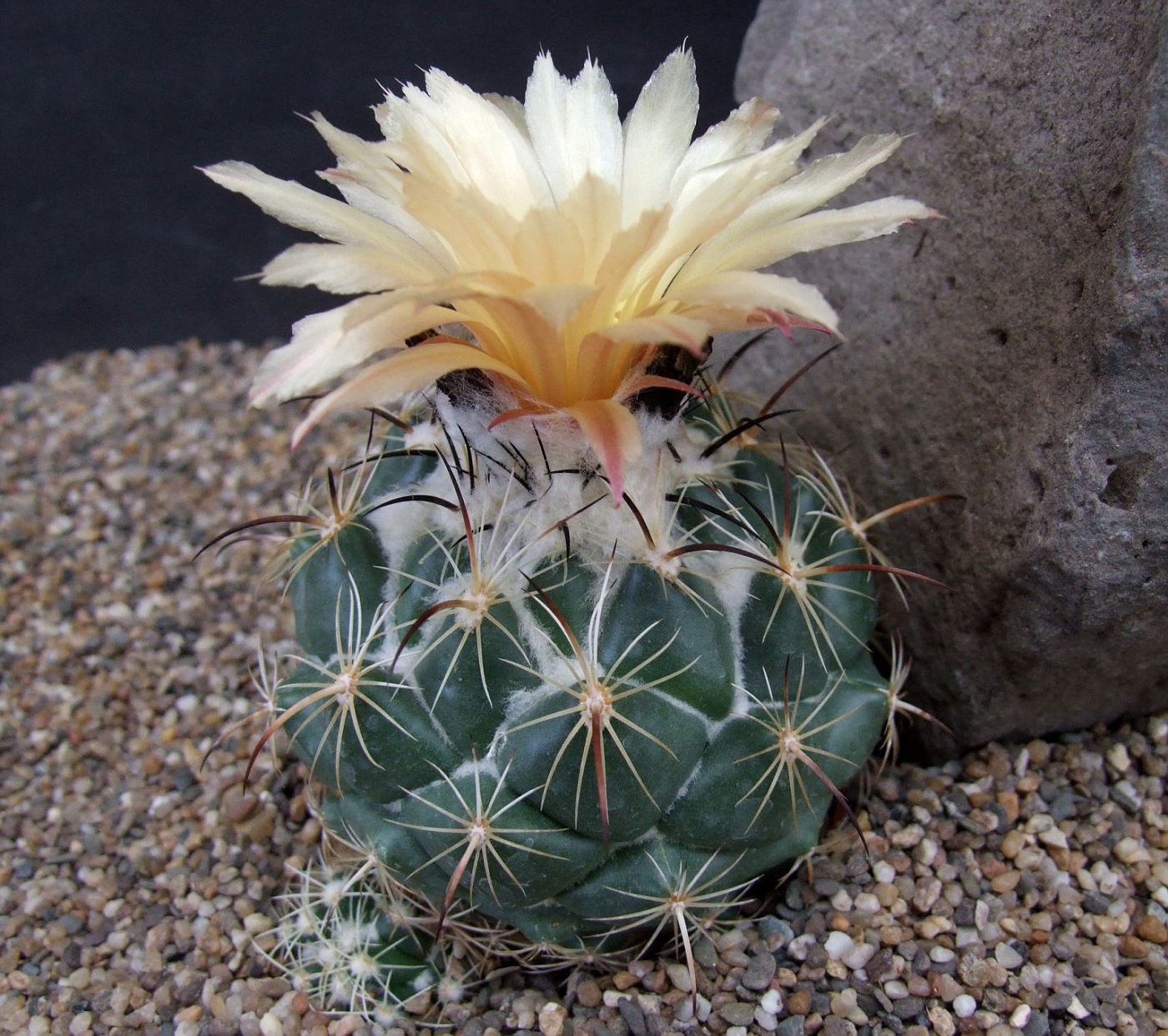 Coryphantha calipensis ( (Корифанта калипанская) Сбор 25г