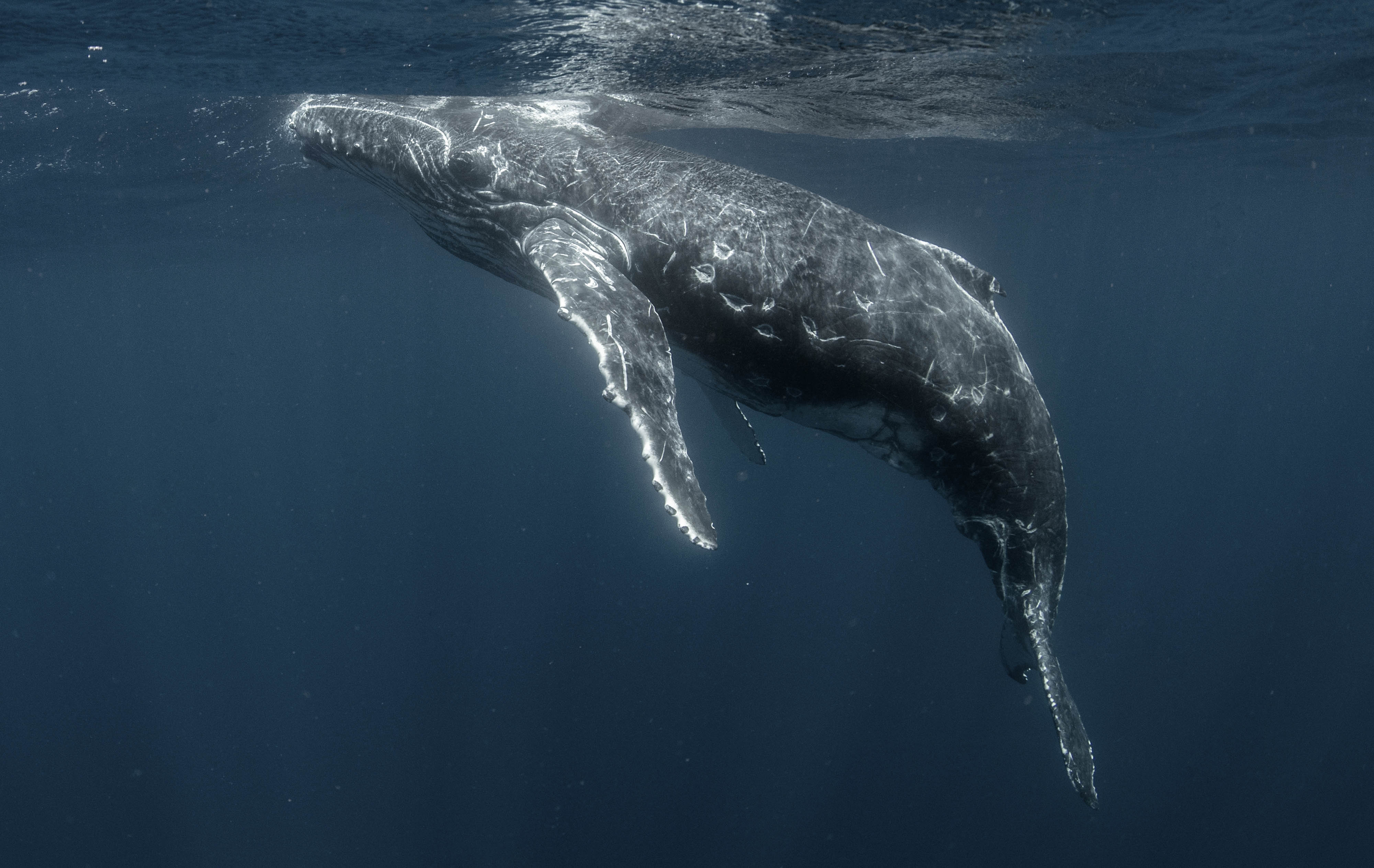 Kingdom of Tonga: Swimming with humpback whales, Eua Island