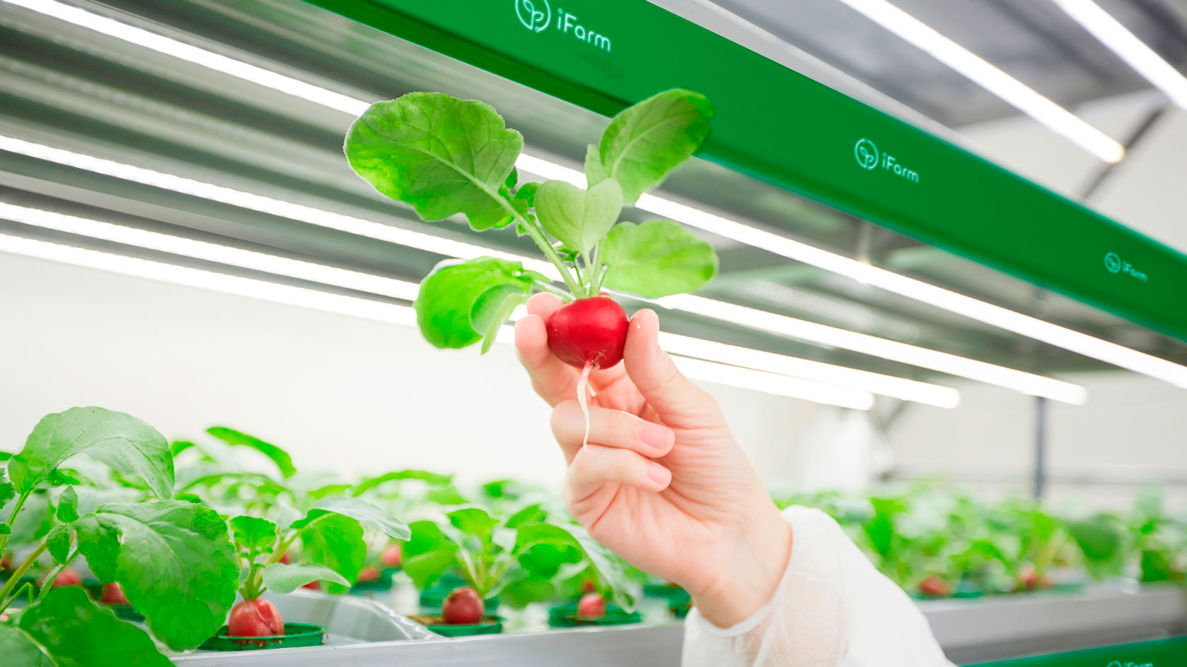 iFarm increased vertical farming efficiency with a cutting-edge DFT system