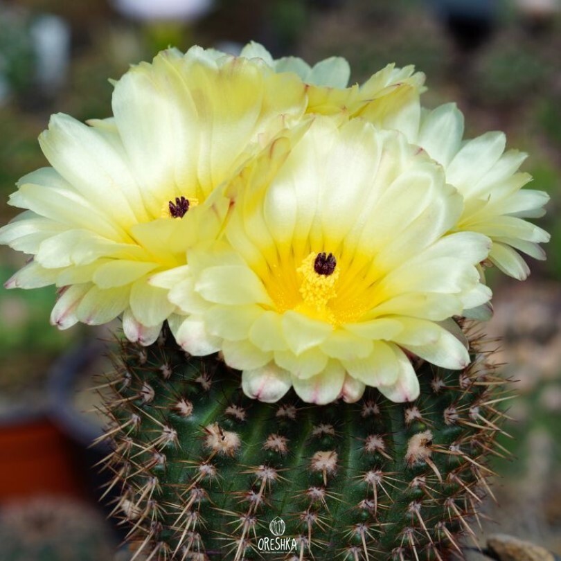 Buy Organic Notocactus mammulosus Seeds | Oreshka Seeds