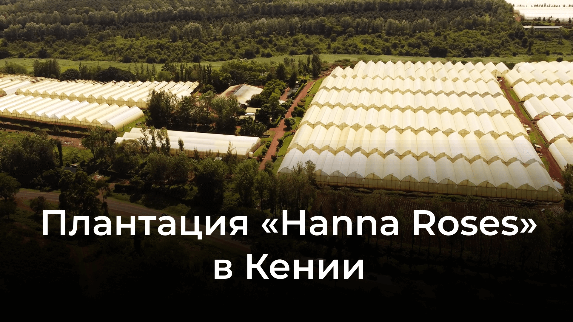 Обзор нПлантация Hanna Roses в Кении: заказать розы оптом с ...