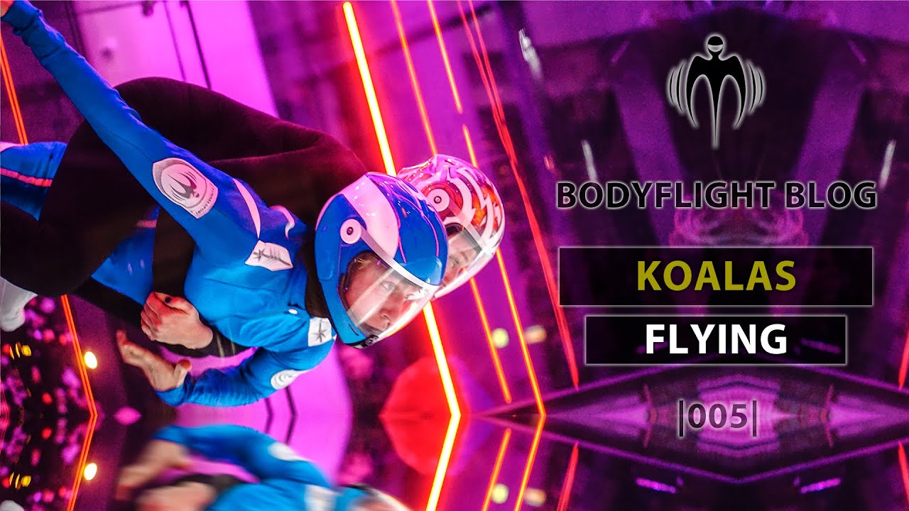 Koalas flying