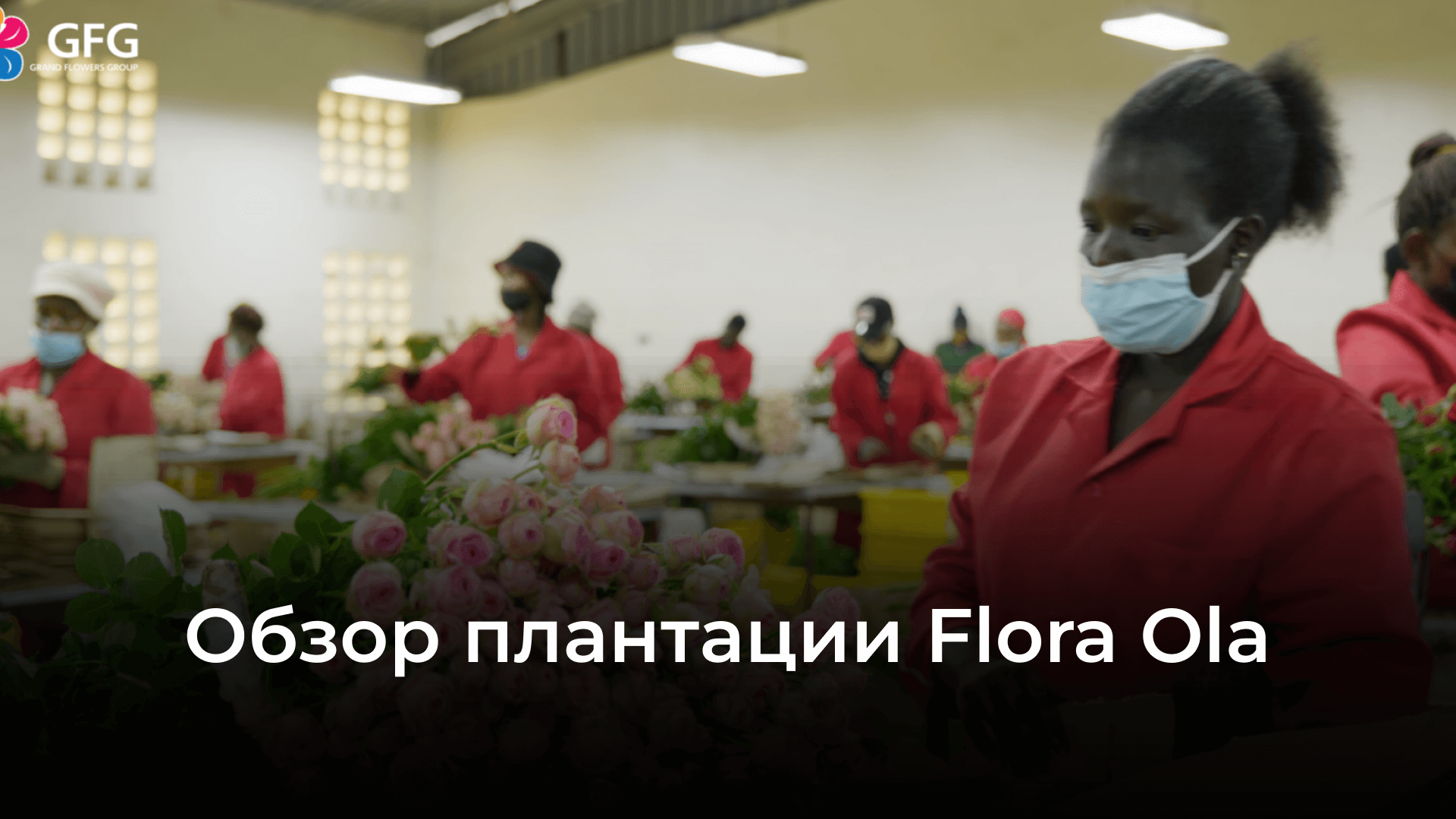 Плантация Flora Ola: обзор крупной кенийской фермы по производству цветов