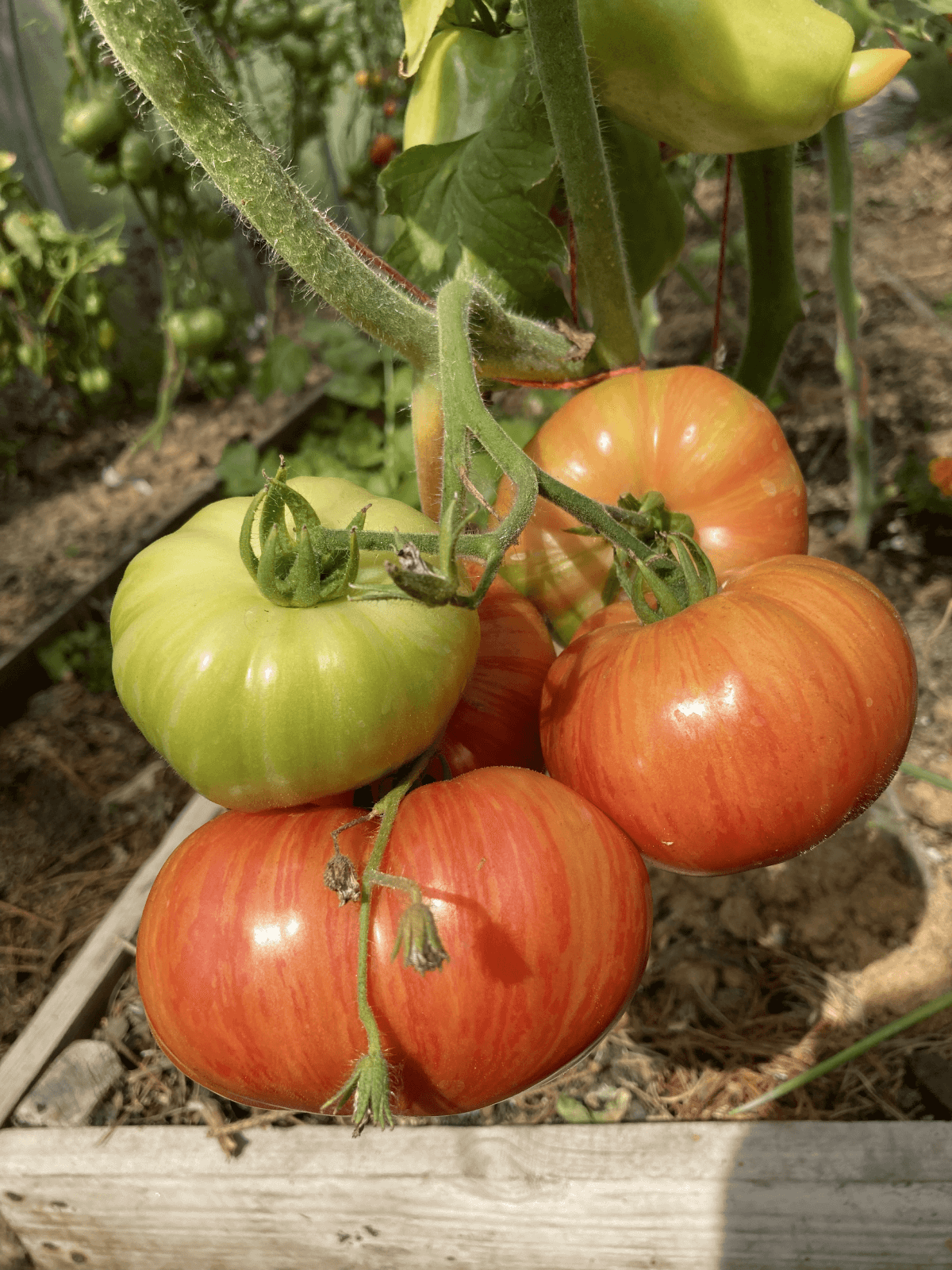 Винтажное вино (Vintage Wine)