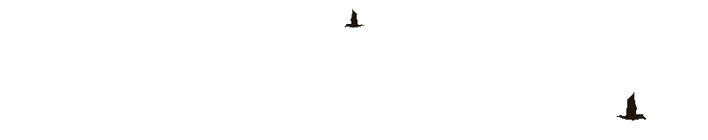 CDC Chain Drive Crane