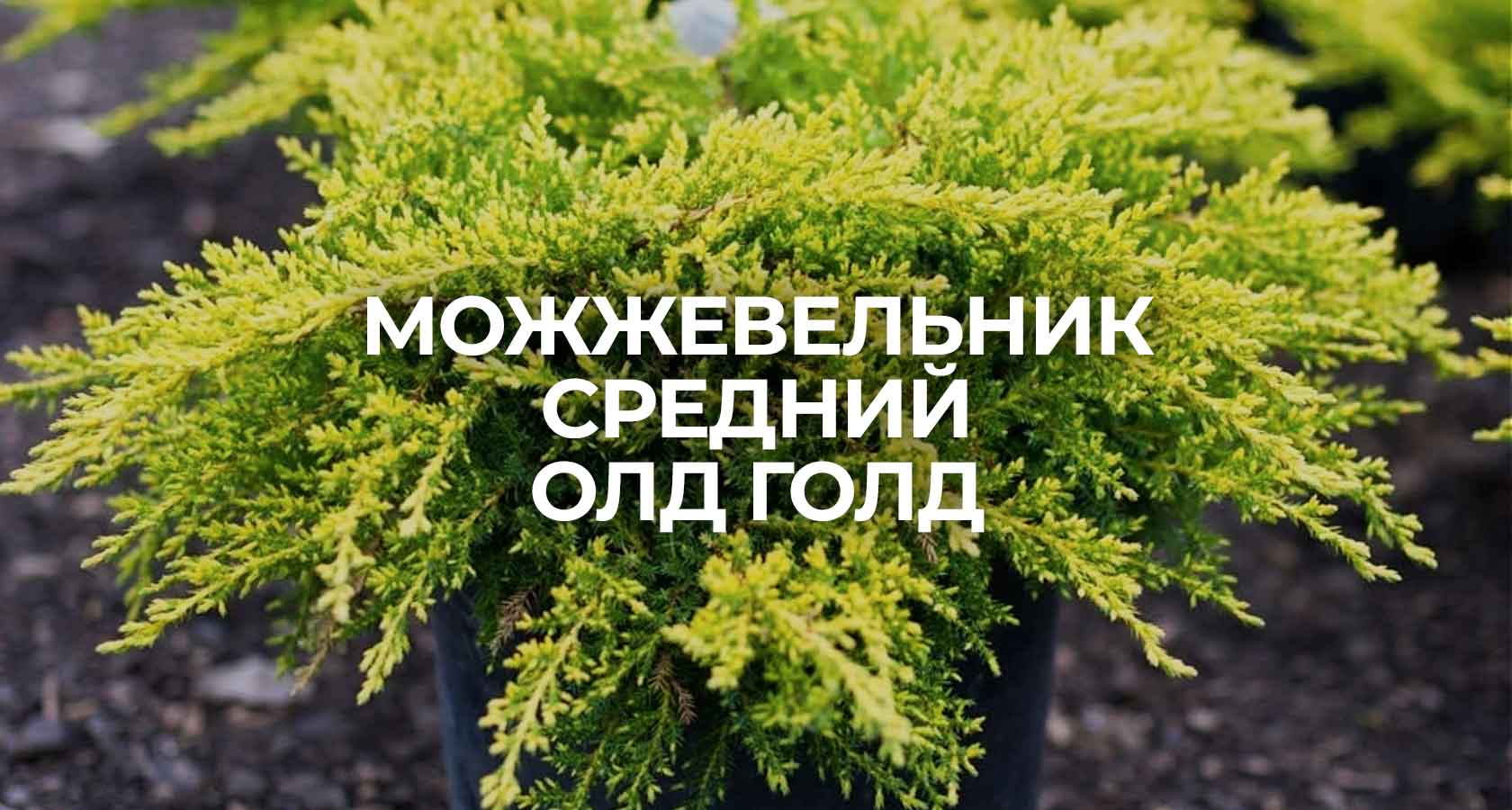 Можжевельник средний Олд Голд - купить из питомника в СПб, по цене от ...