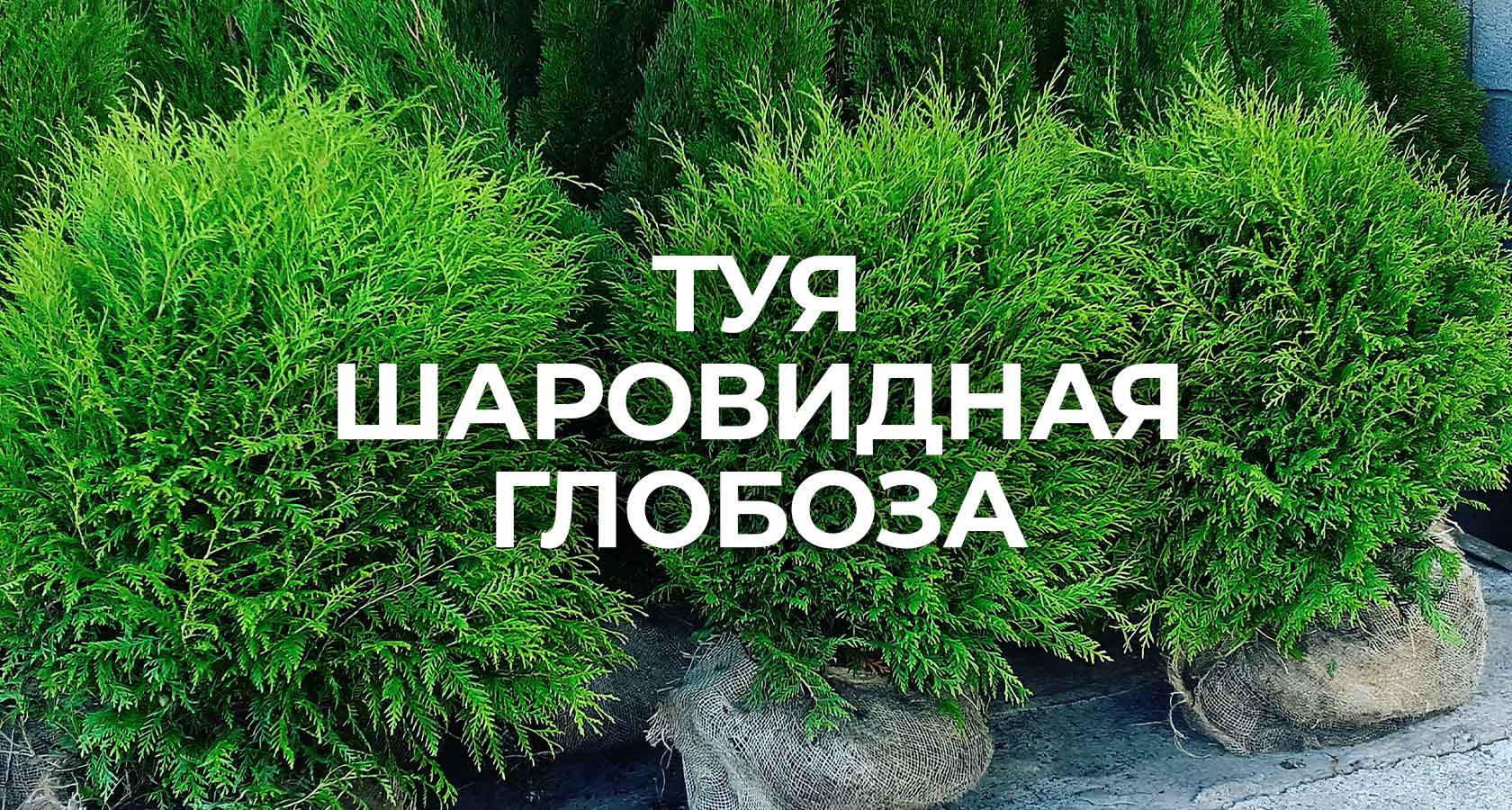 Туя западная шаровидная Глобоза купить в СПб из питомника Хвойник