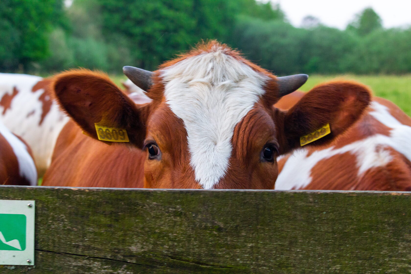 Респираторно-синцитиальная инфекция КРС: симптомы и лечение