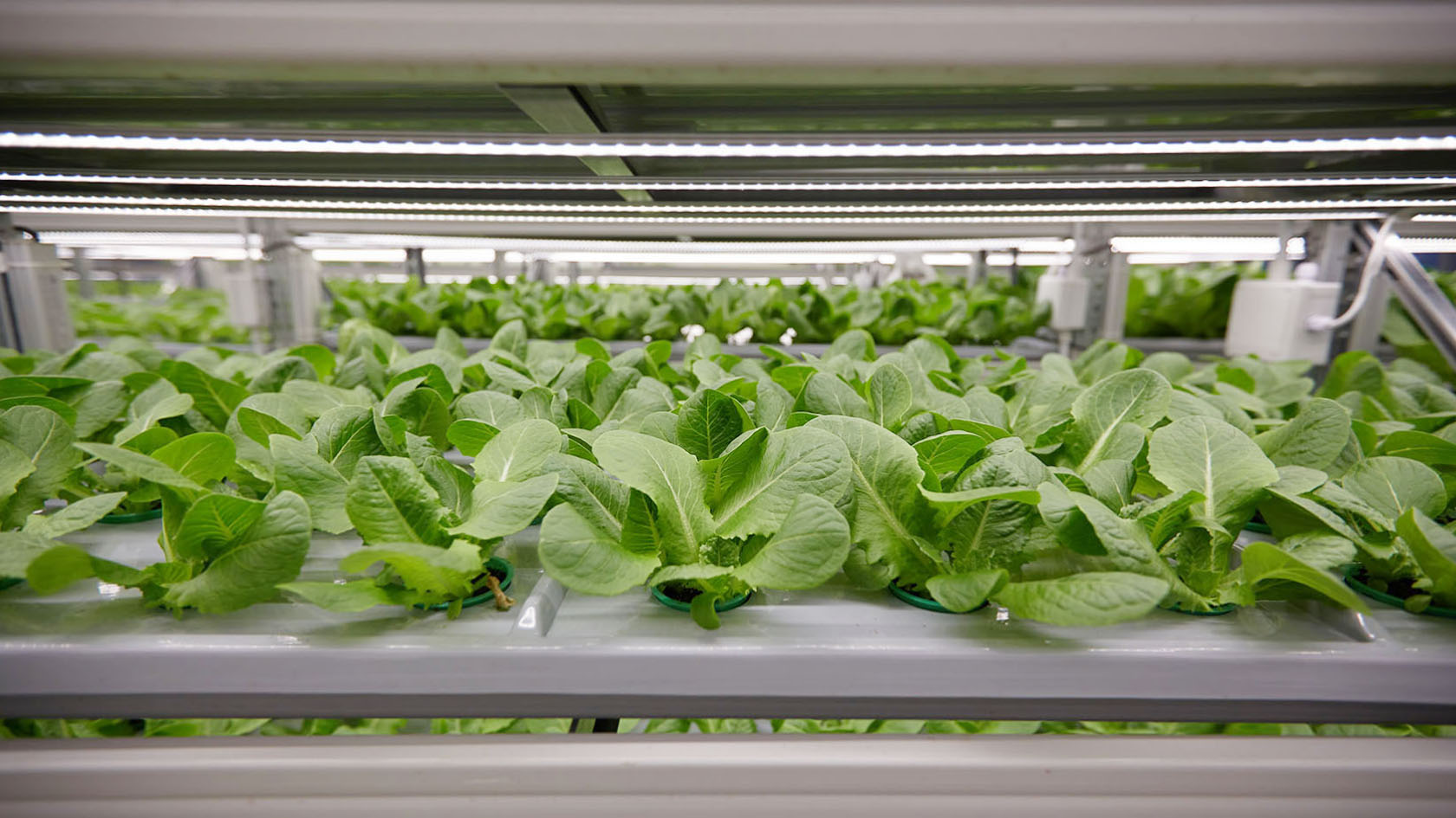Artificial Intelligence helps identify plant diseases Artificial Intelligence helps identify plant diseases