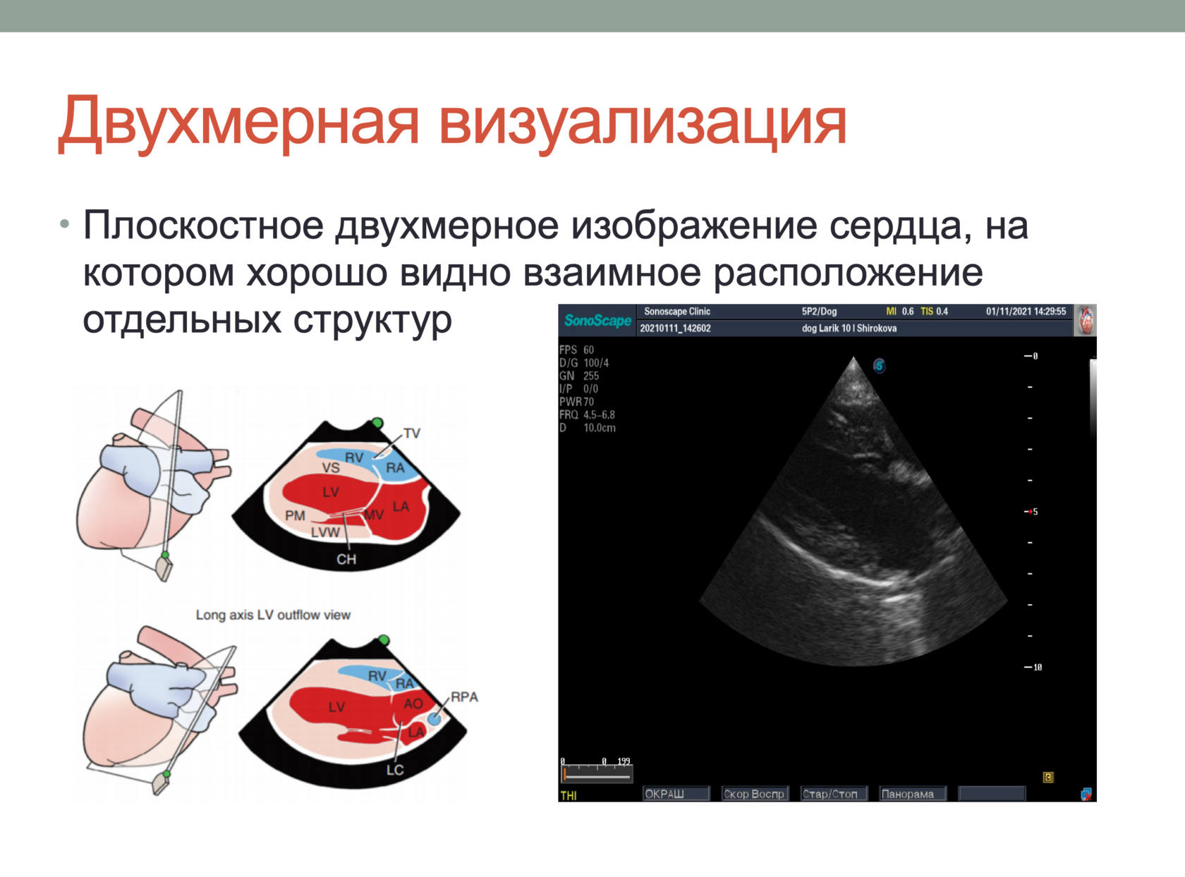 Вебинар "Основы эхокардиографии мелких домашних животных. Фокусное ...