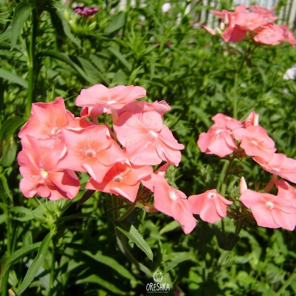 Buy Organic Phlox Isabellina Seeds | Oreshka Seeds - Grow Vibrant Flowers!