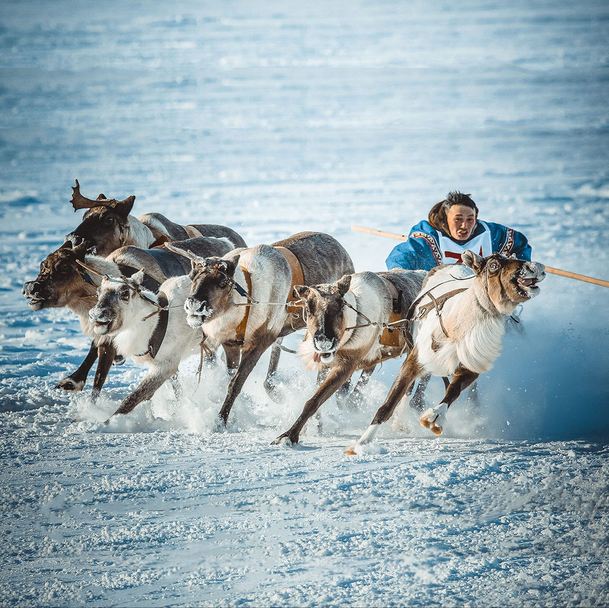Arctic Nomad