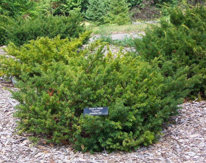 Тис средний Таунтони (Taxus x media Tauntonii / Taunton Spreading Yew)