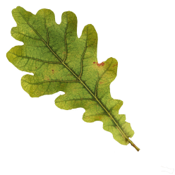 Банный комплекс "Тимьяновы камни"