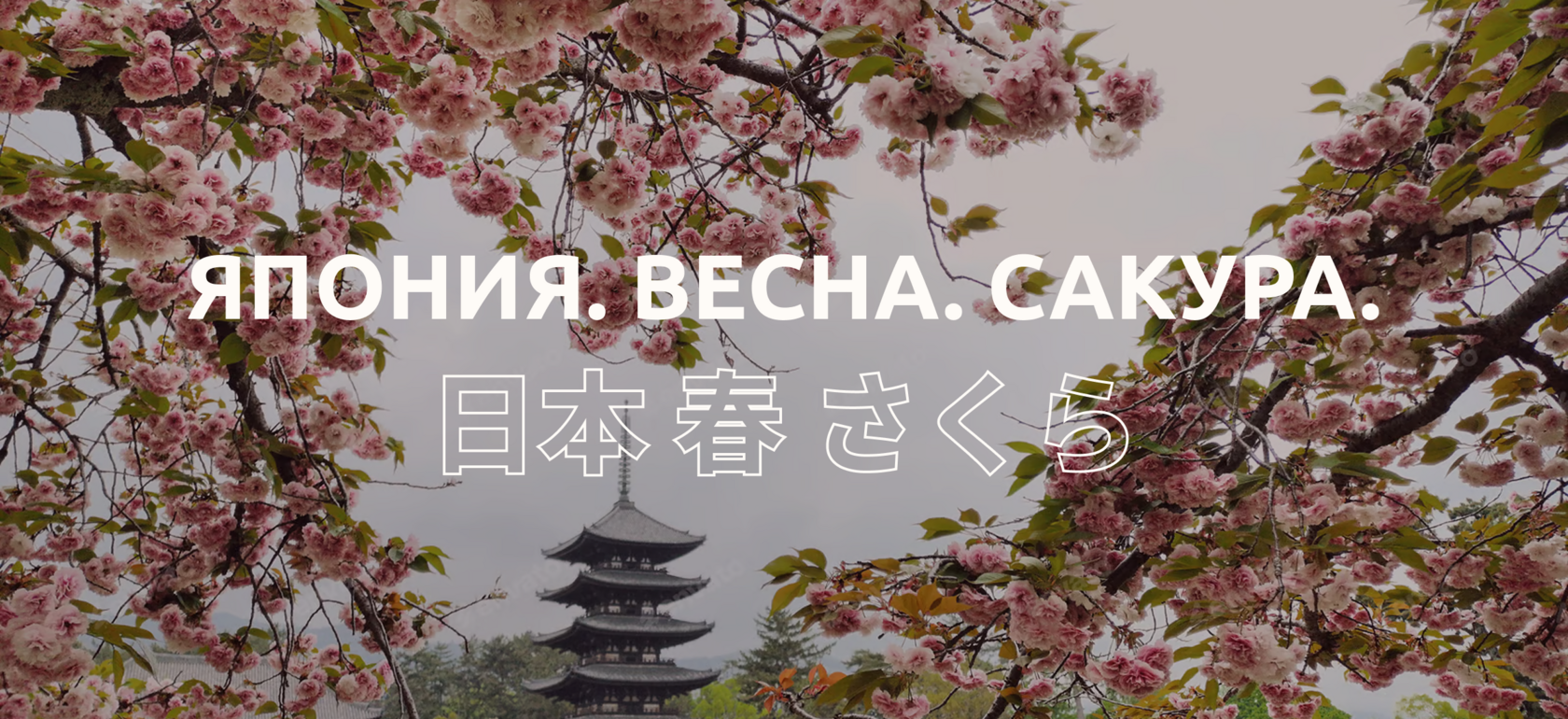 Япония. Весна. Сакура.