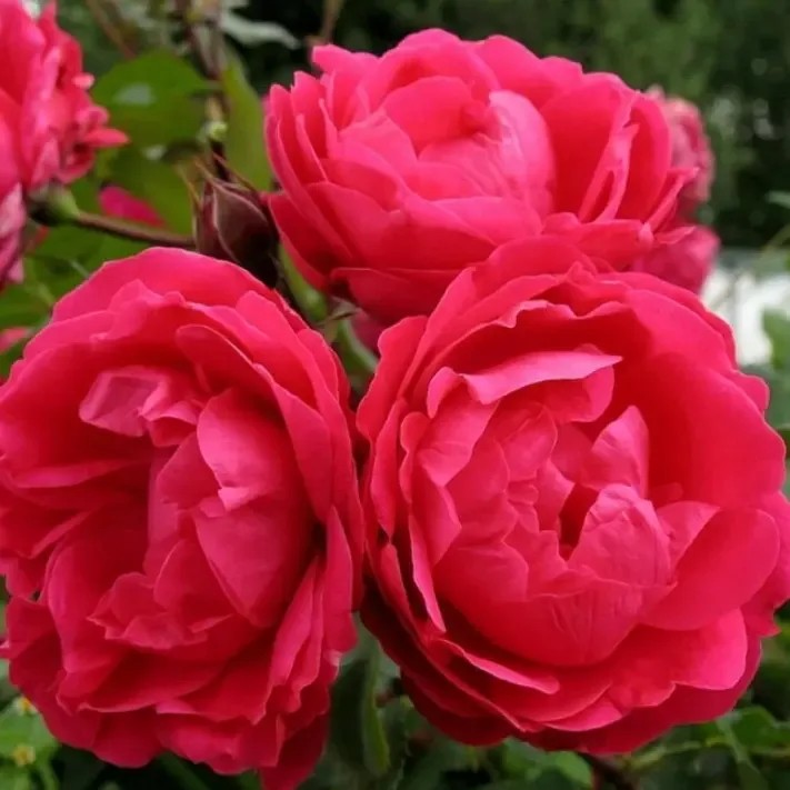 Розы группы Канадские