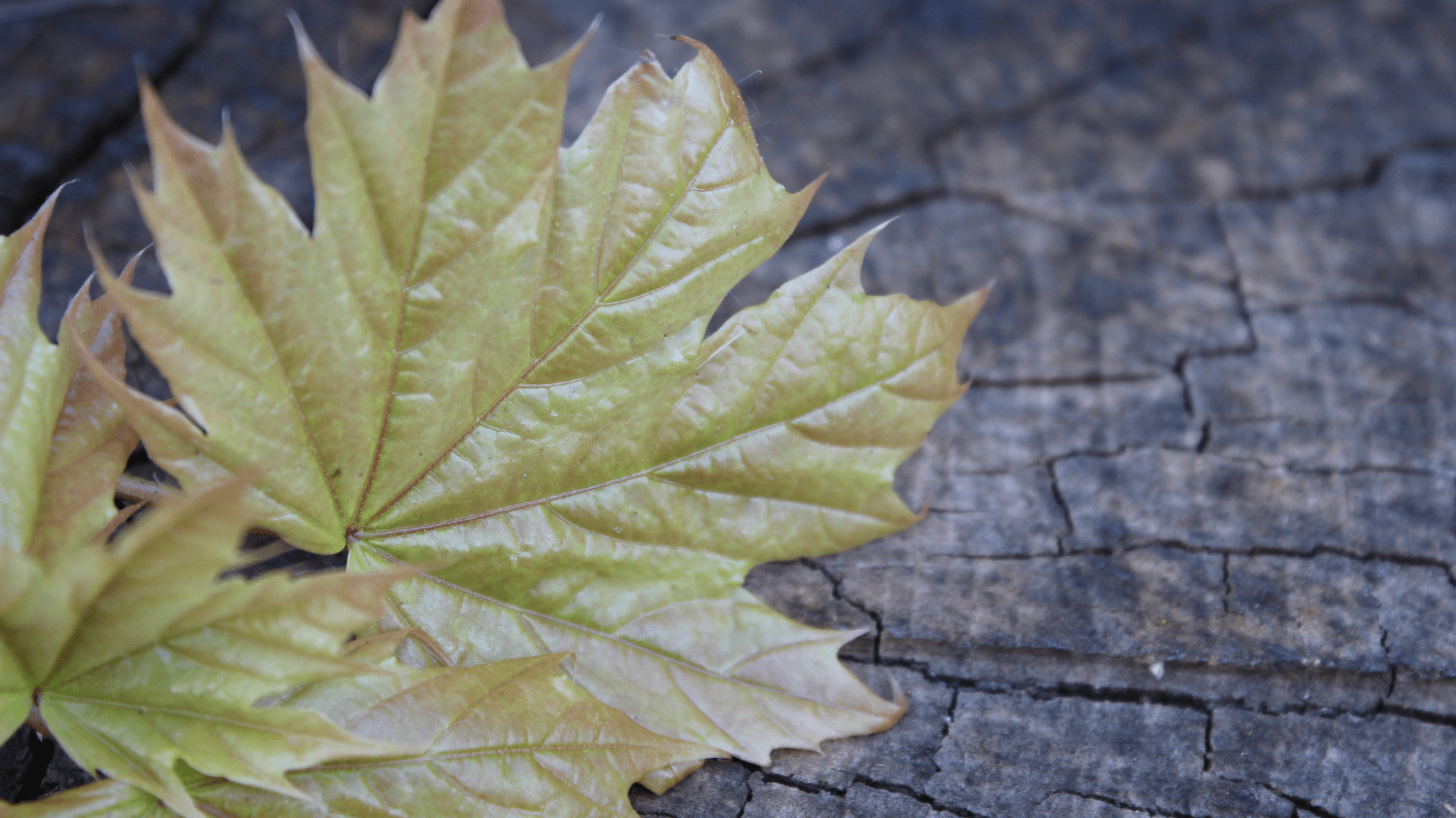 Купить слэб клёна/ясеня в каталоге Крона - Харьков
