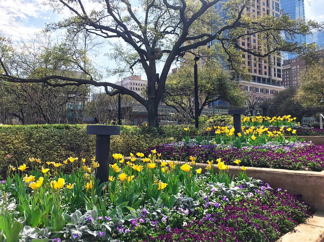 Market Square Park: A Historical and Cultural Hub in Houston